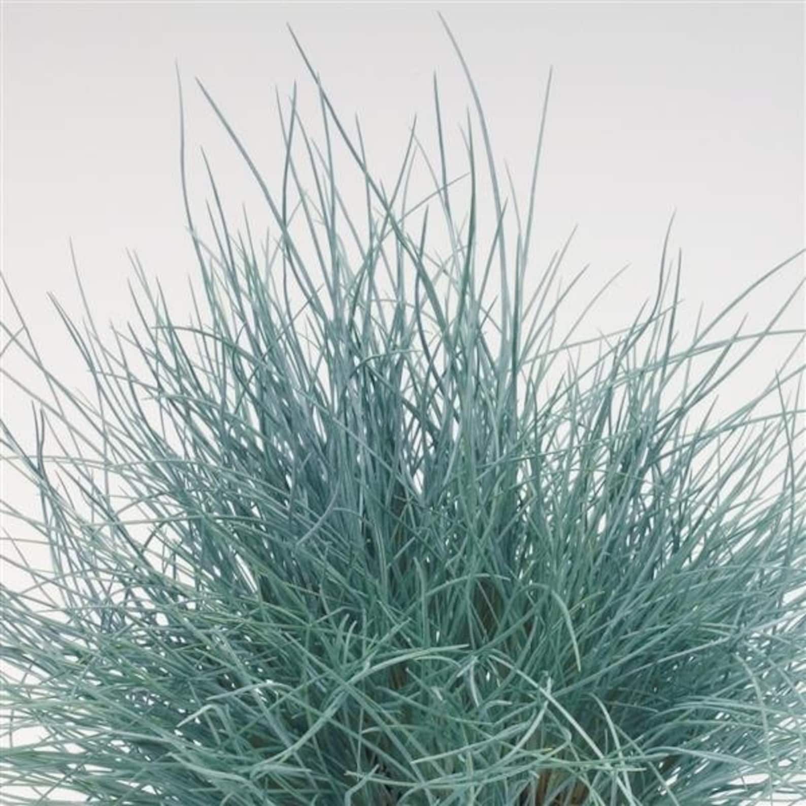 Fescue Glauca 'buddy' Perennial Blue Silver Ornamental Grass - 1 Quart ...