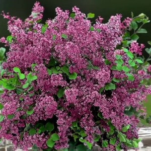 Syringa Pubescens 'red Pixie' Lilac Fragrant Compact Flowering Shrub ...