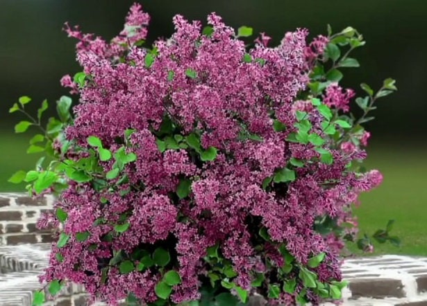 Syringa Pubescens 'red Pixie' Lilac Fragrant Compact - Etsy