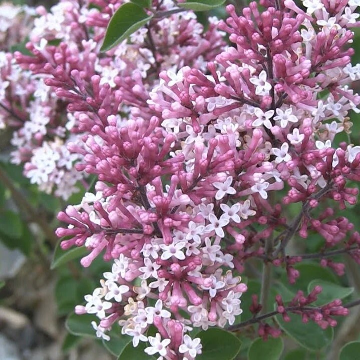 Syringa Pubescens 'red Pixie' Lilac Fragrant Compact - Etsy