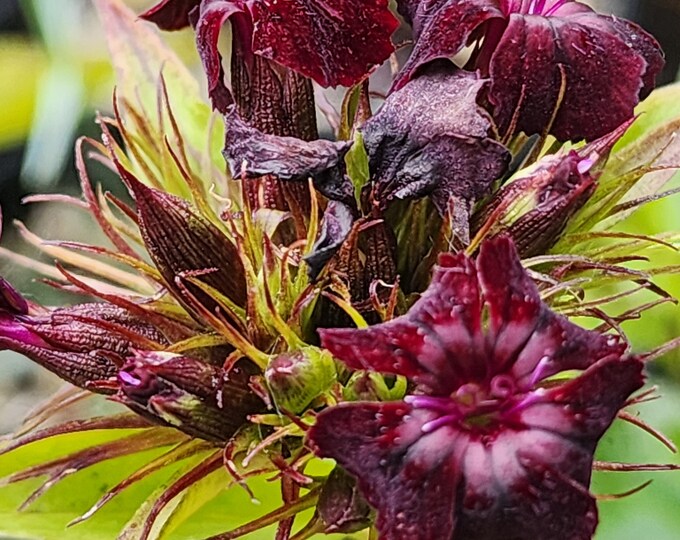 Dianthus Black Adder - Black Flowering Perennial - Live Plant - Etsy