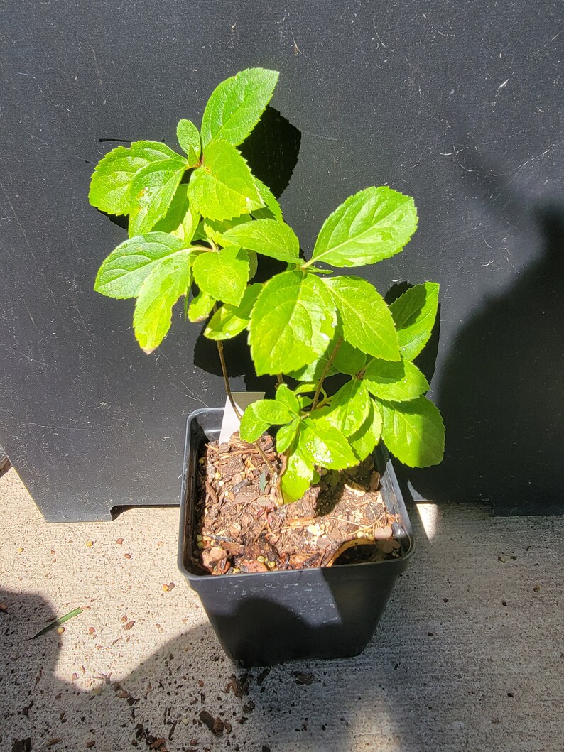 Pee Gee Hydrangea Paniculata Live Plant Perennial Shrub Tree Etsy