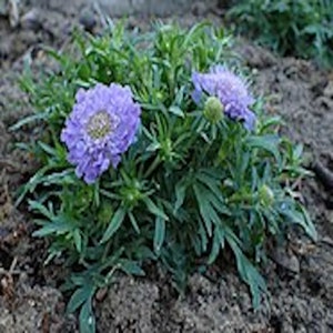 Scabiosa Japonica 'ritz Blue' Japanese Pincushion Compact Violet ...