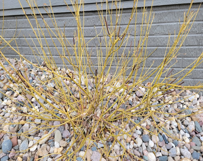 Cornus Servicea 'flamiramea' Yellow Twig Dogwood Shrub - Live Plant - Etsy