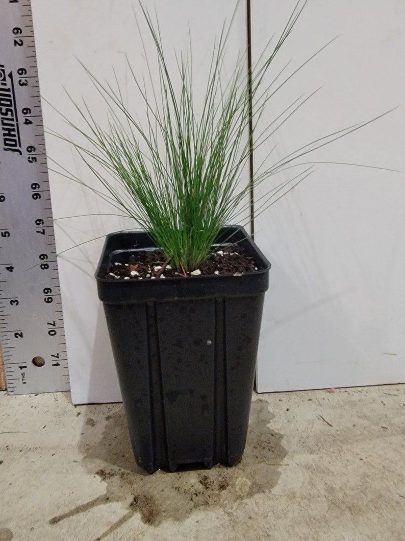 Festuca Amethystina 'superba' Fescue Ornamental - Etsy