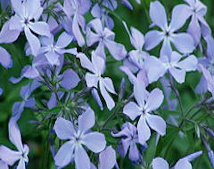 Phlox Paniculata 'blue Boy' Violet Blue Flowering Perennial - Live ...