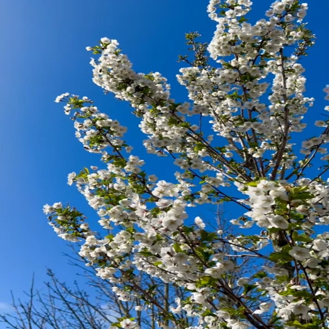 Prunus Serrulata 'snow Goose' Flowering Cherry Tree - Live Starter Tree ...