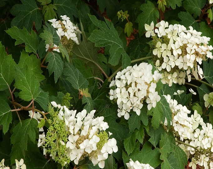 Hydrangea Quercifolia Pee Wee Dwarf Oakleaf - Live Plant Breaking ...
