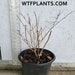 Pee Gee Hydrangea Paniculata Live Plant Perennial Shrub - Etsy