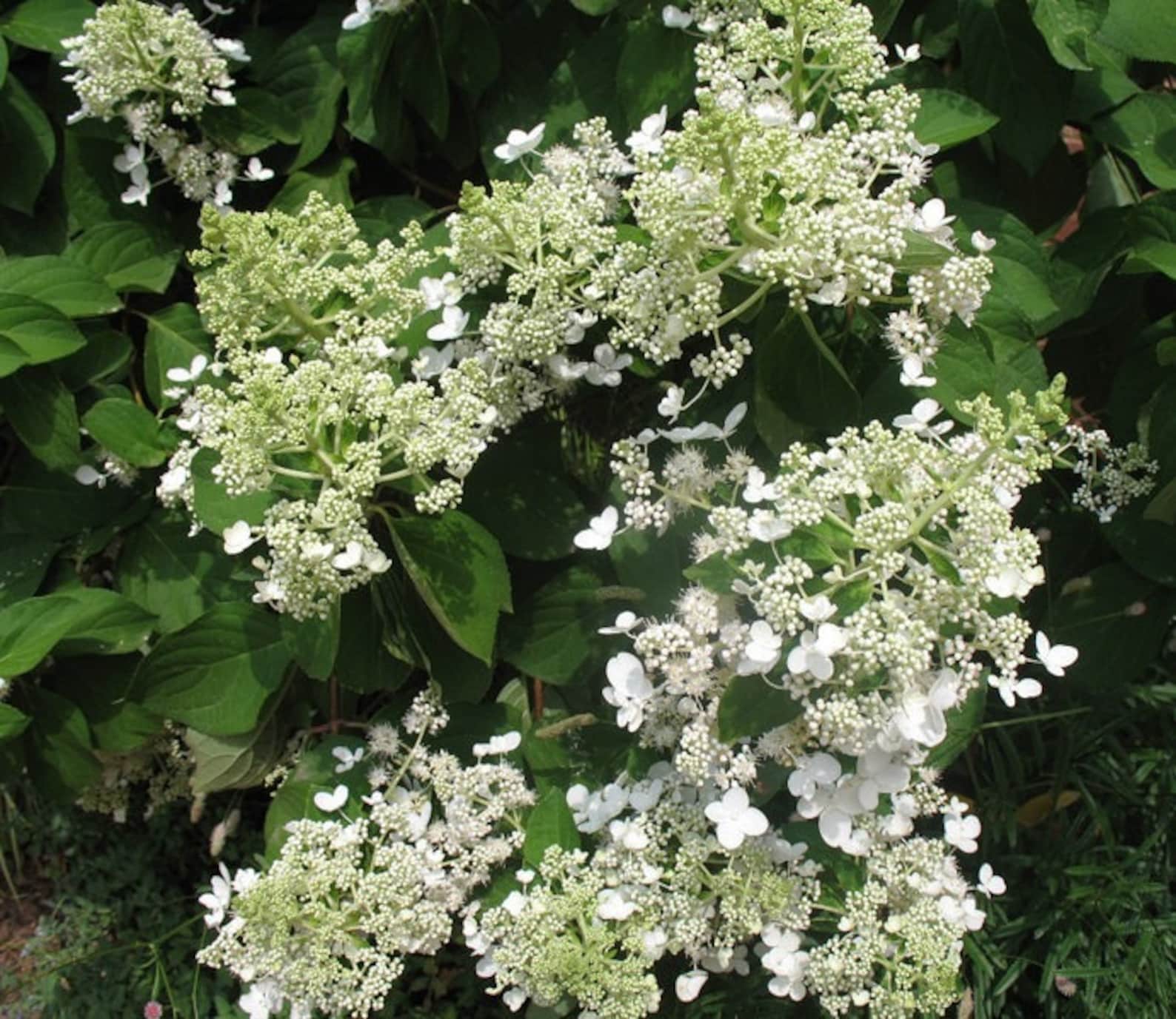 Hydrangea Paniculata Chantilly Lace Flowering Shrub Live Plant - Etsy