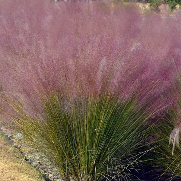 Muhly Grass Etsy