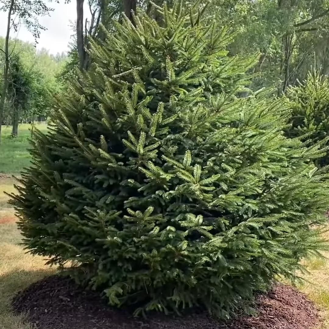 Picea Abies Norway Spruce Evergreen Starter Tree - Live Plant 1 Gallon ...