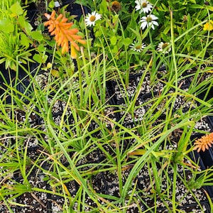 Kniphofia Flamenco Red Hot Poker Live Perennial Grass Plant - Stunning ...