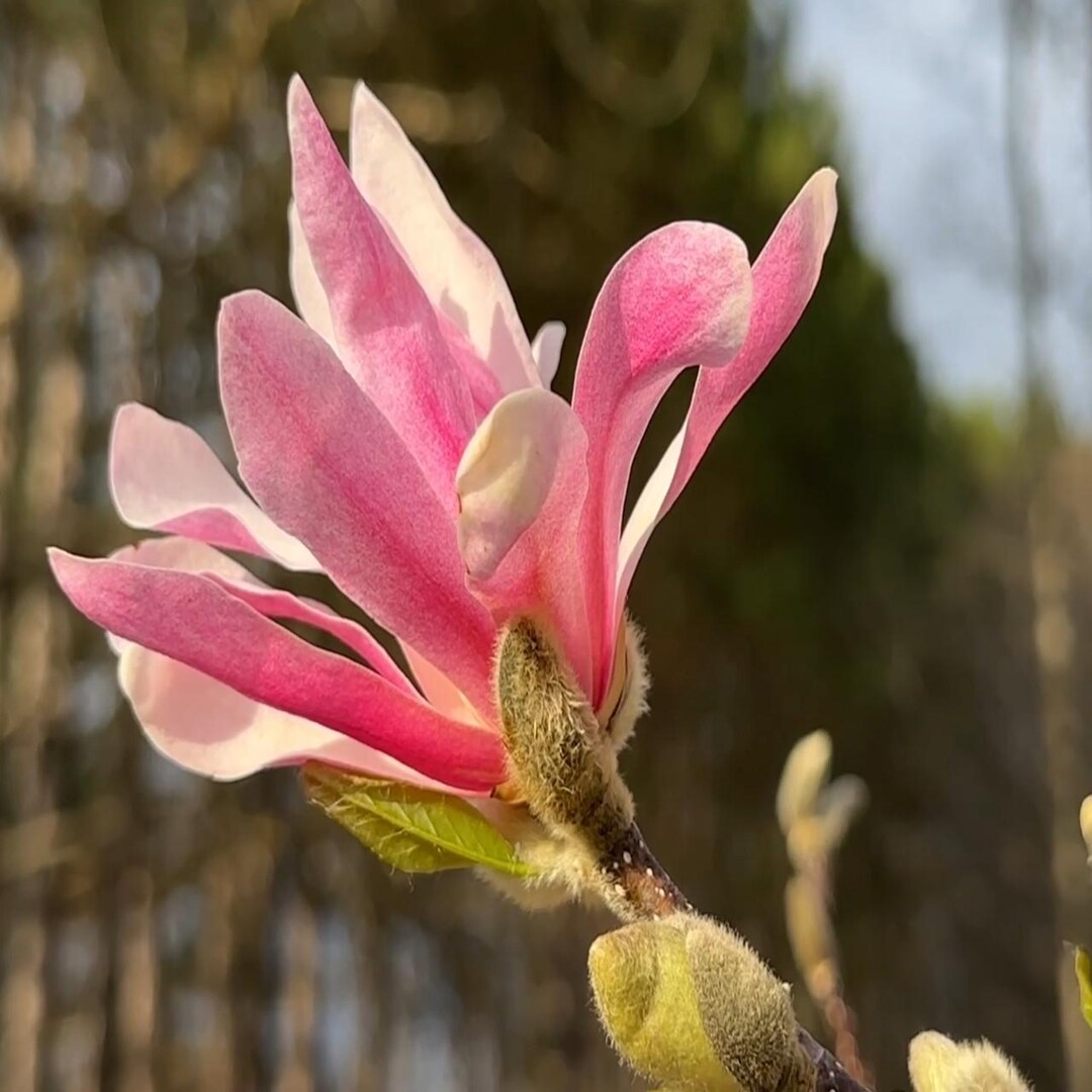Magnolia × Loebneri 'leonard Messel' - Live Starter Tree - Etsy