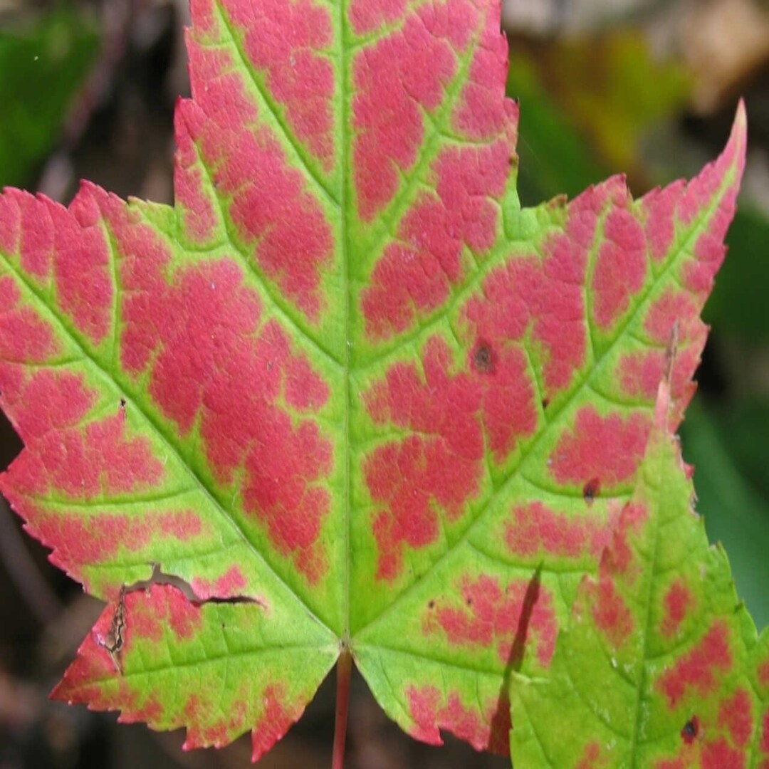 Acer Ruburm Fairview Flame - Red Maple Starter Tree - Live Plant - Etsy