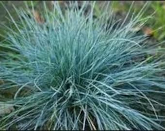 Elijah Blue Fescue Perennial Blue Silver Ornamental Grass 1 Quart - Etsy