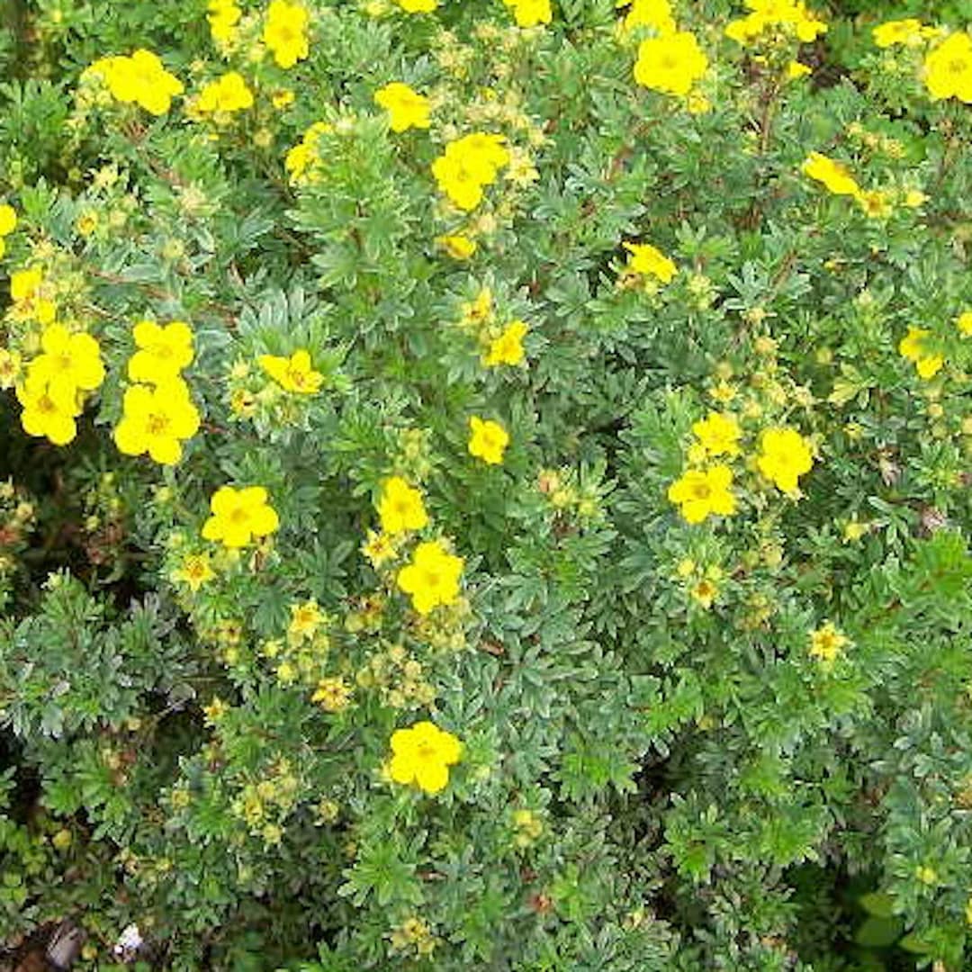 Potentilla Fruticosa 'goldfinger' Yellow Flowering Shrub - Live Plant ...
