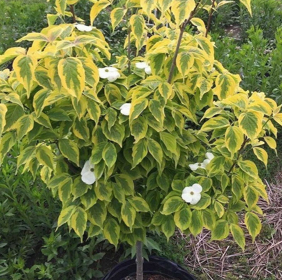 Benthamidia X Celestial Shadow Flowering Dogwood Tree - Live Starter ...
