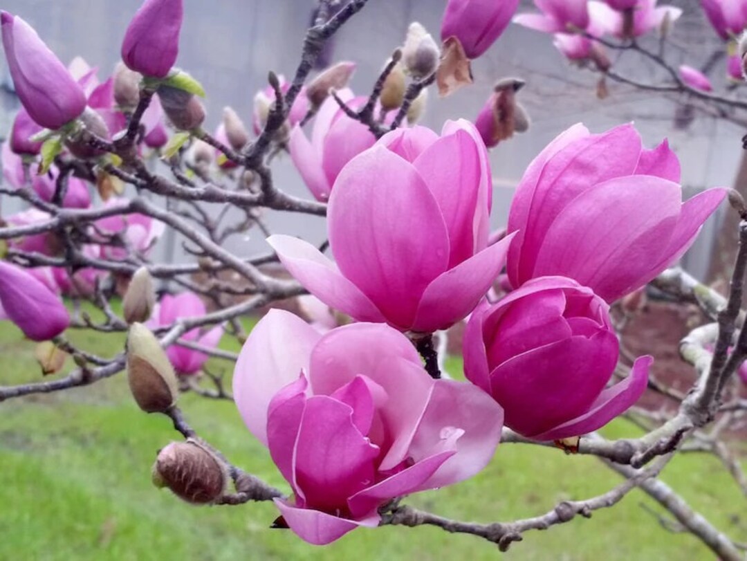 Saucer Magnolia Ornamental Fragrant Pink Flowering Tree - 1 Gallon Bare ...