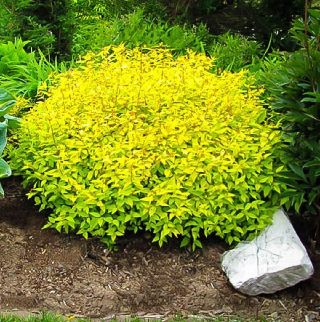 Gold Mound Spirea Dwarf Compact Chartreuse Yellow Shrub Live - Etsy