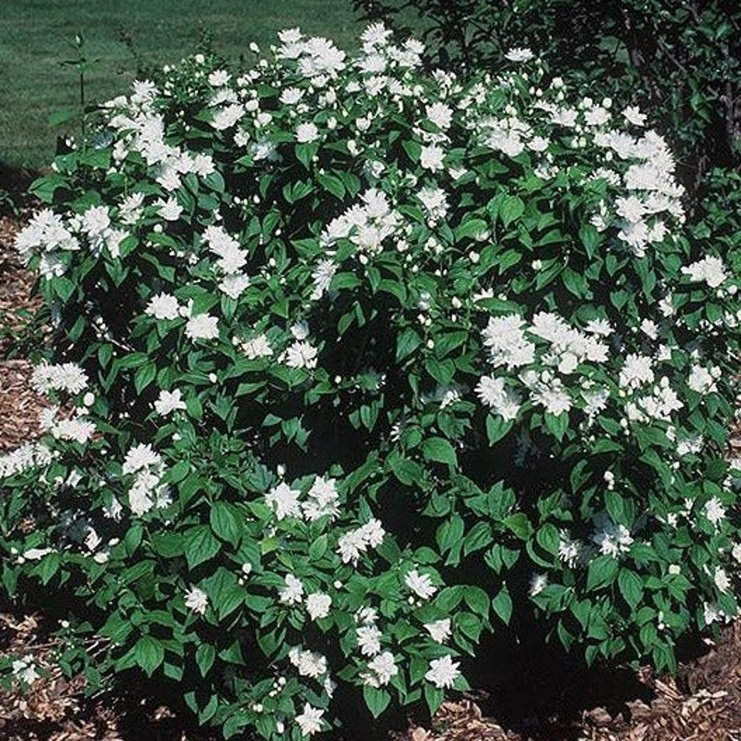 Minnesota Snowflake Mock Orange White Flowering Shrub - Live Plant ...