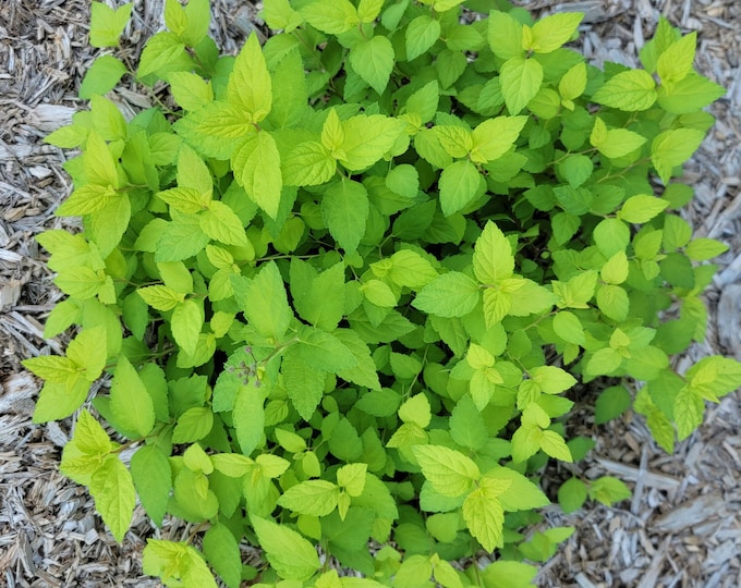 Spirea Japonica Lemon Princess Compact Yellow Pink Flowering Shrub ...