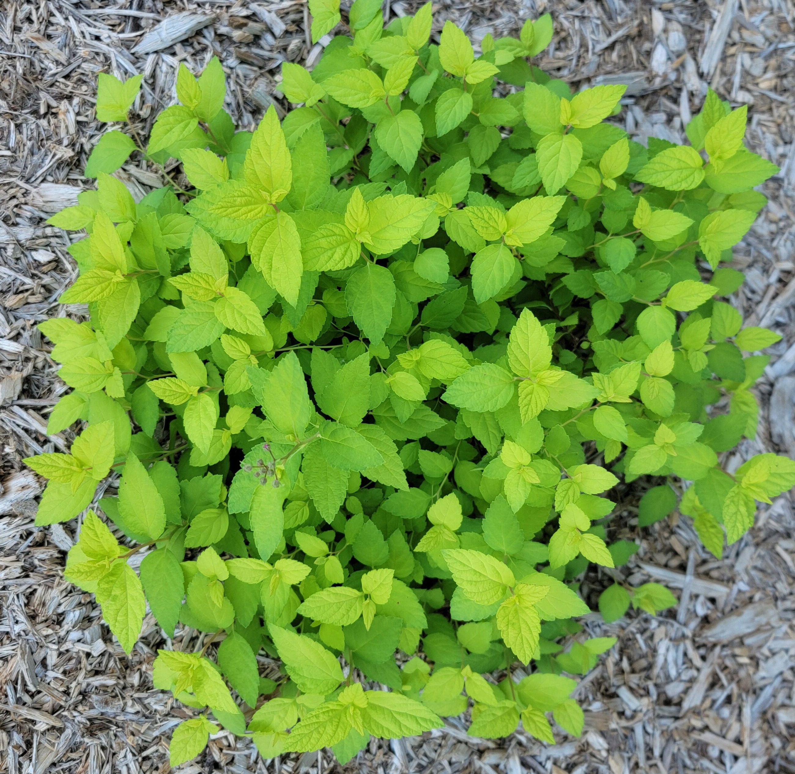 Spirea Japonica Lemon Princess Compact Yellow Pink Flowering Shrub Live ...