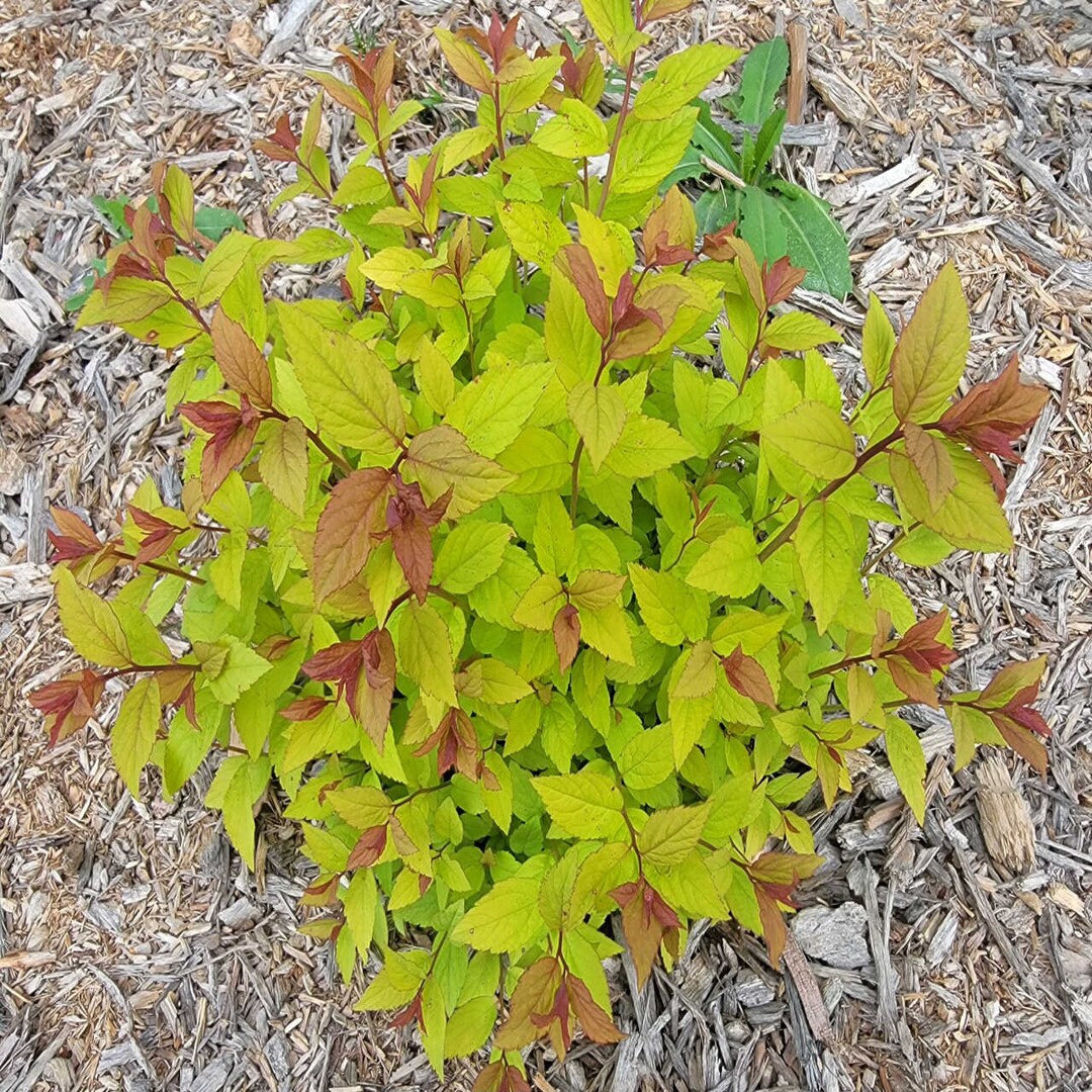 Goldflame Spirea Compact Colorful Shrub - Live Plant - Etsy