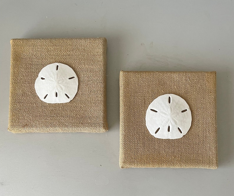 Sanddollar Wall Hanging, Sand Dollar Wall Hanging, Small Sanddollar Shells Real - Etsy