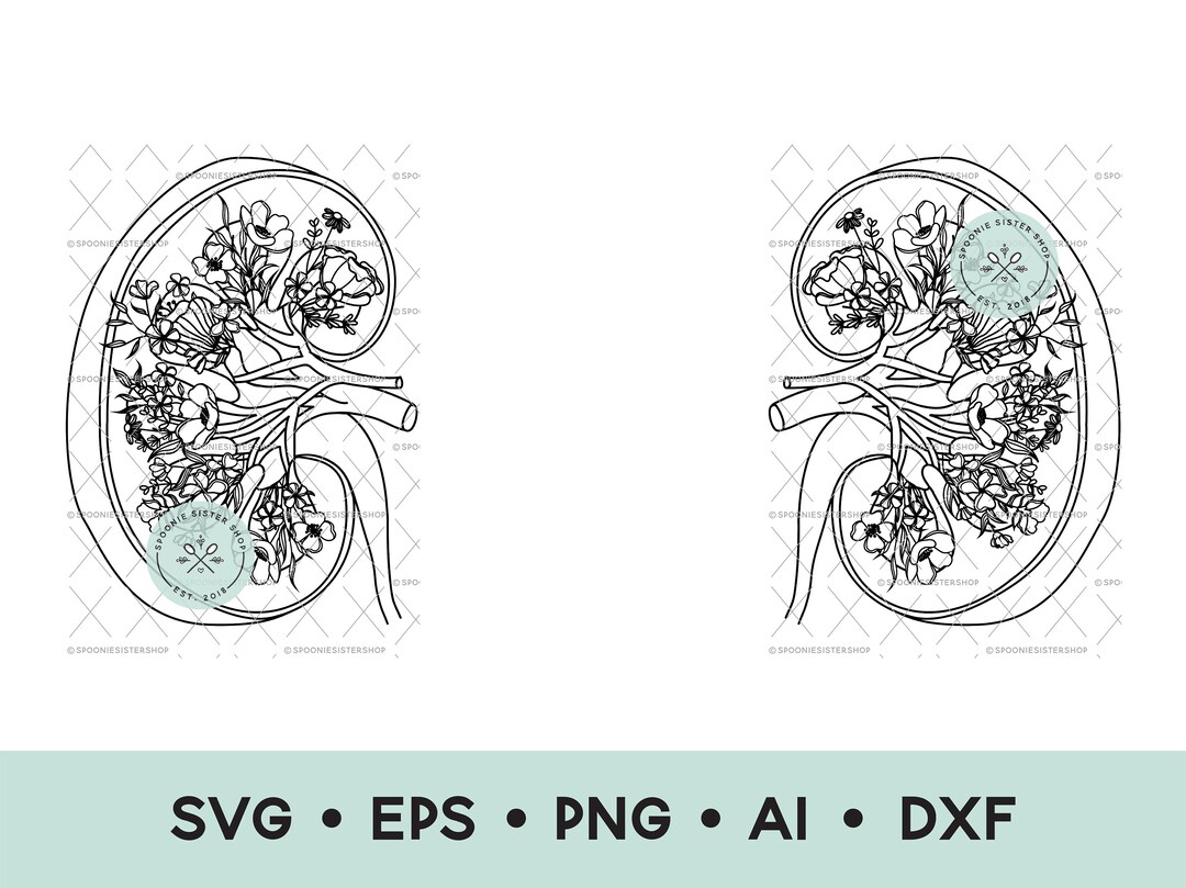 Floral Kidneys Anatomy SVG, Two Kidneys Anatomy PNG, Kidney Clip Art ...