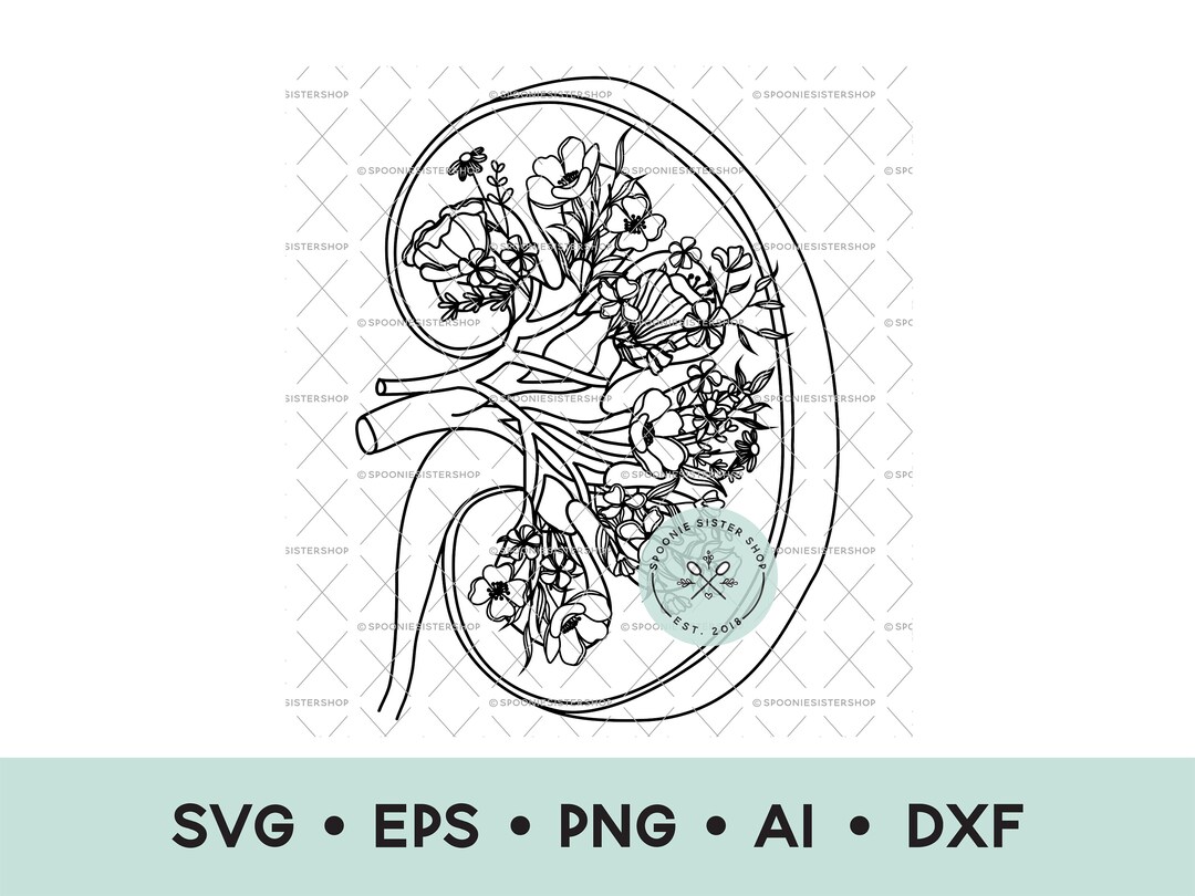 Floral Kidney Anatomy SVG, Left Kidney PNG, Kidney Clip Art, Anatomical ...