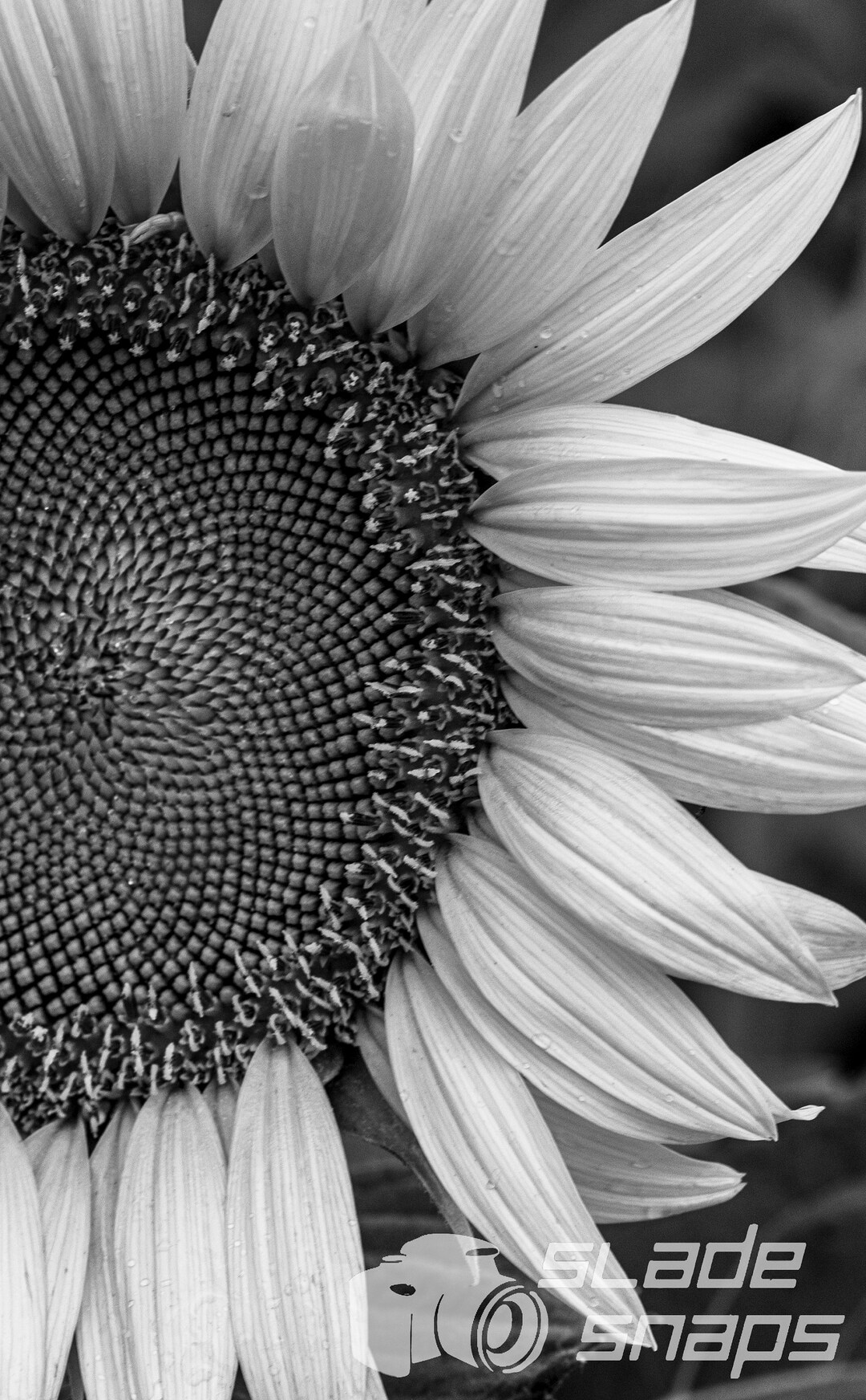 Sunflower BW. Print Size Varies - Etsy
