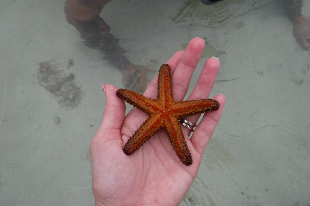Starfish-live Florida Keys-digital Download Art Prints - Etsy