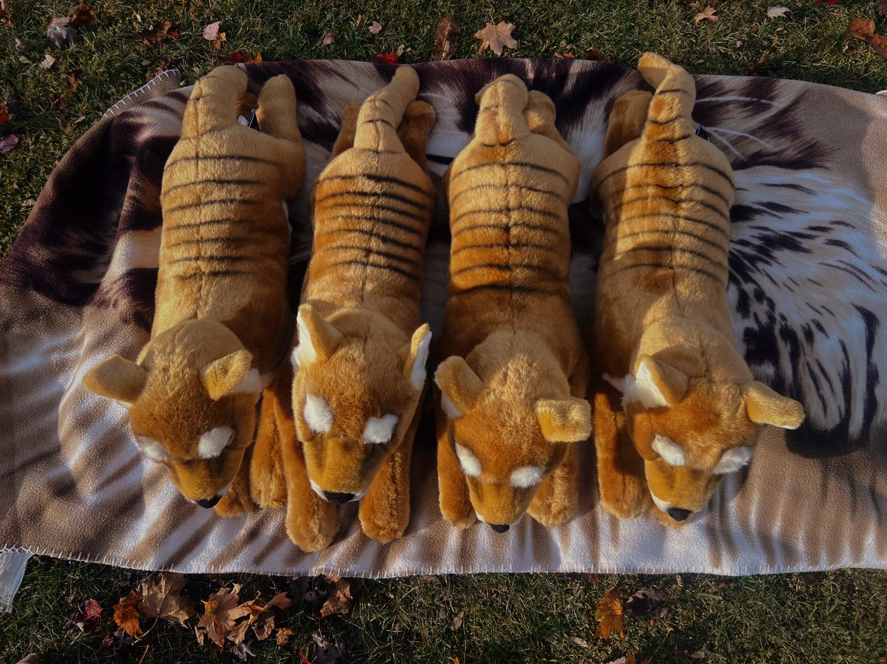 Thylacine Plush: 18" Soft Indigo Plush by Wildberry - Etsy