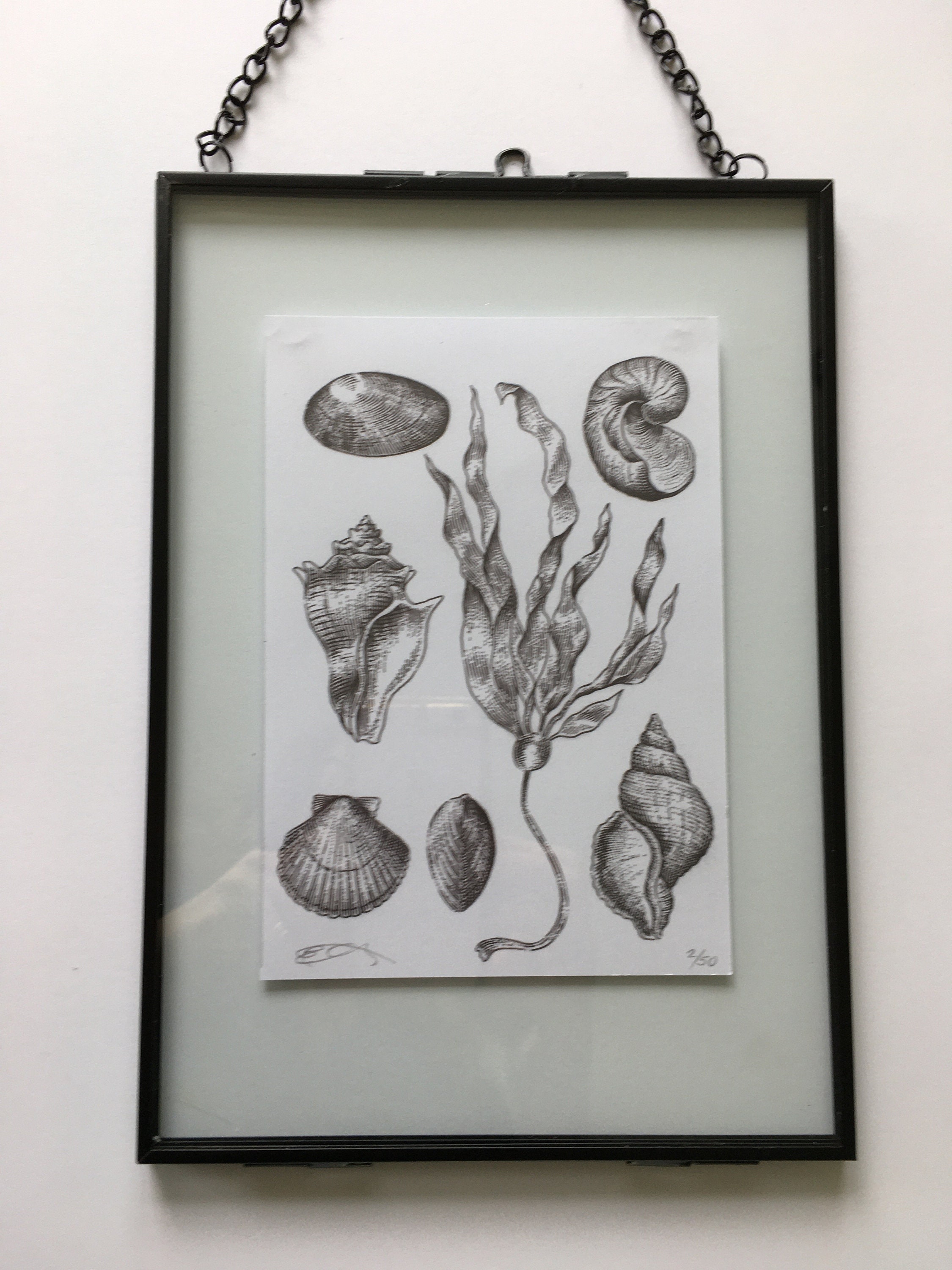 Sea Shells Framed Limited Edition Print. - Etsy.de