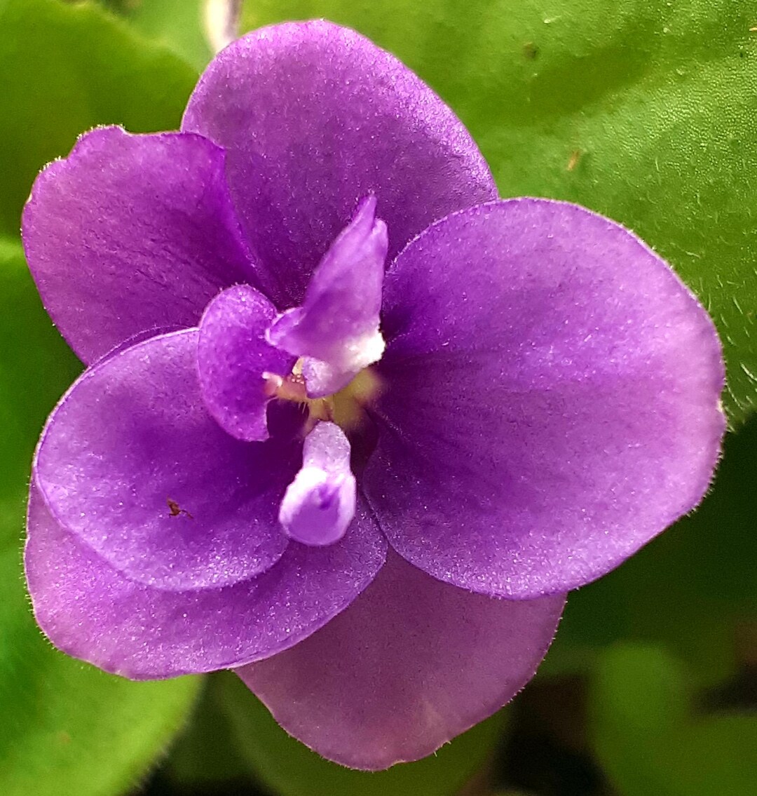 Foster Trail (trailer) ~ African Violet Leaf Cutting - Etsy