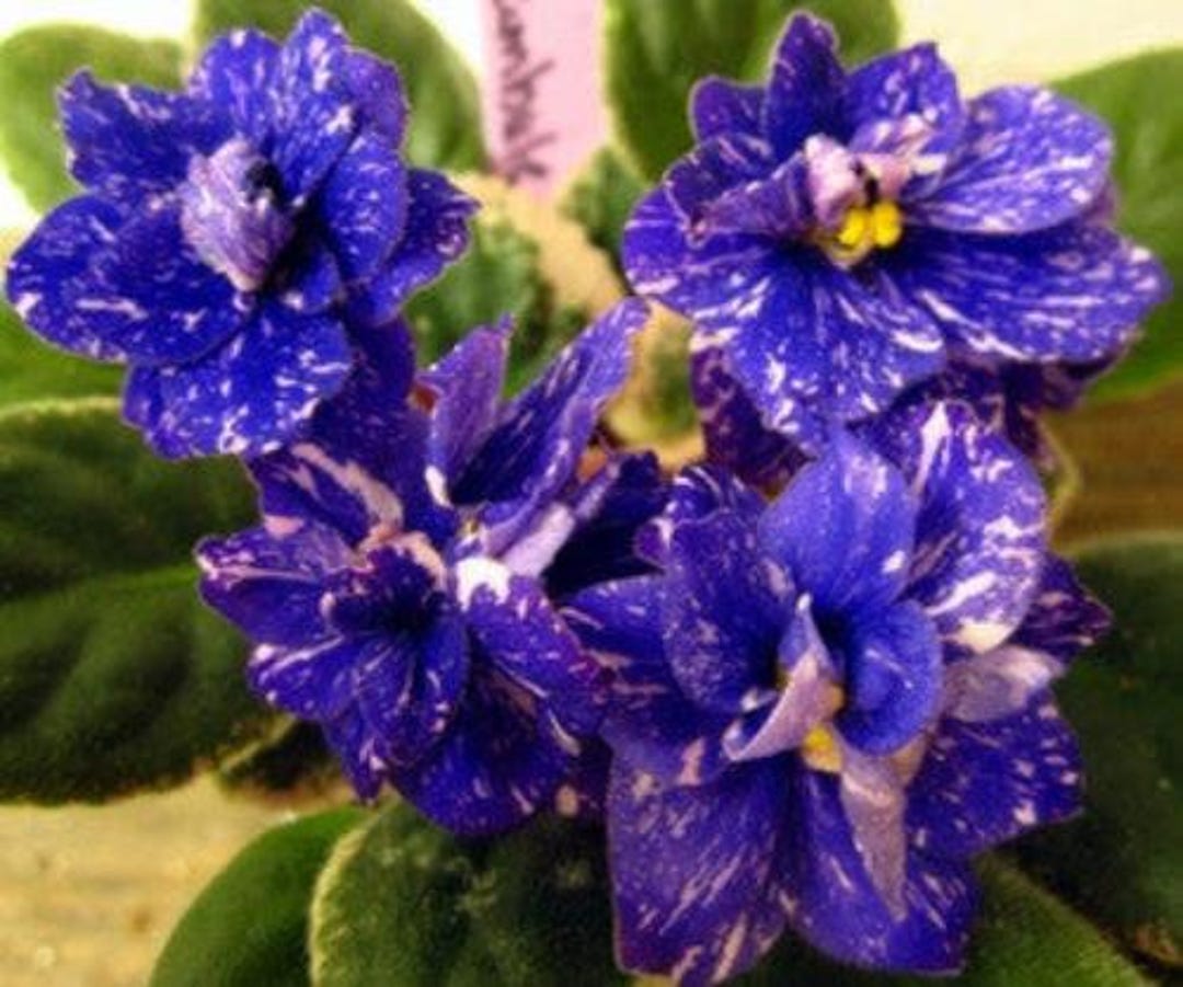 Funambule (standard) ~ African Violet Leaf Cutting - Etsy