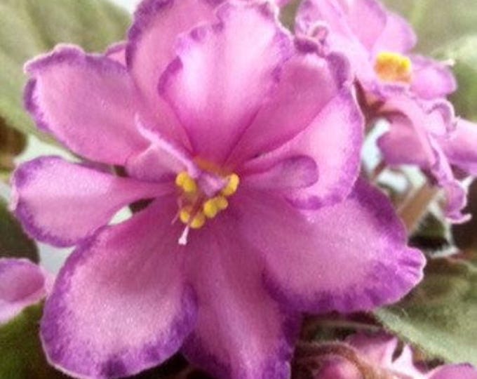 Rob's Zipper Zapper (semi/mini) ~ African Violet Leaf Cutting - Etsy