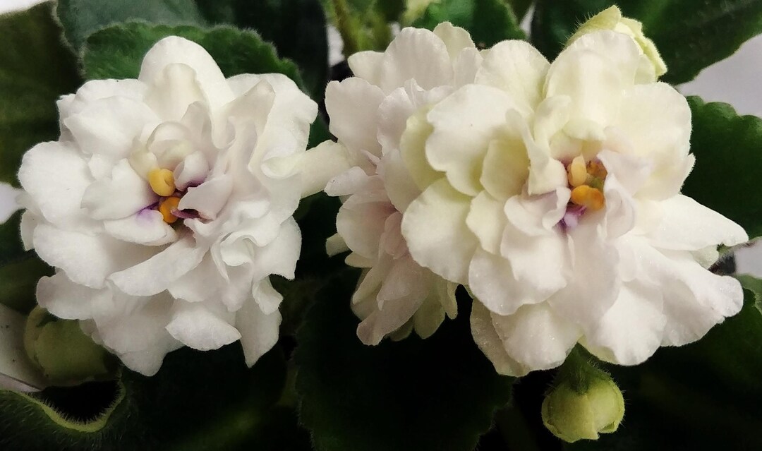 Bialy Pelny (russian) ~ African Violet Leaf Cutting - Etsy