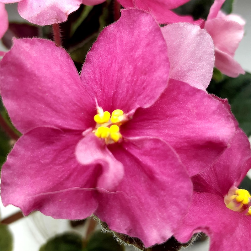 Mini African Violet Leaf - Etsy