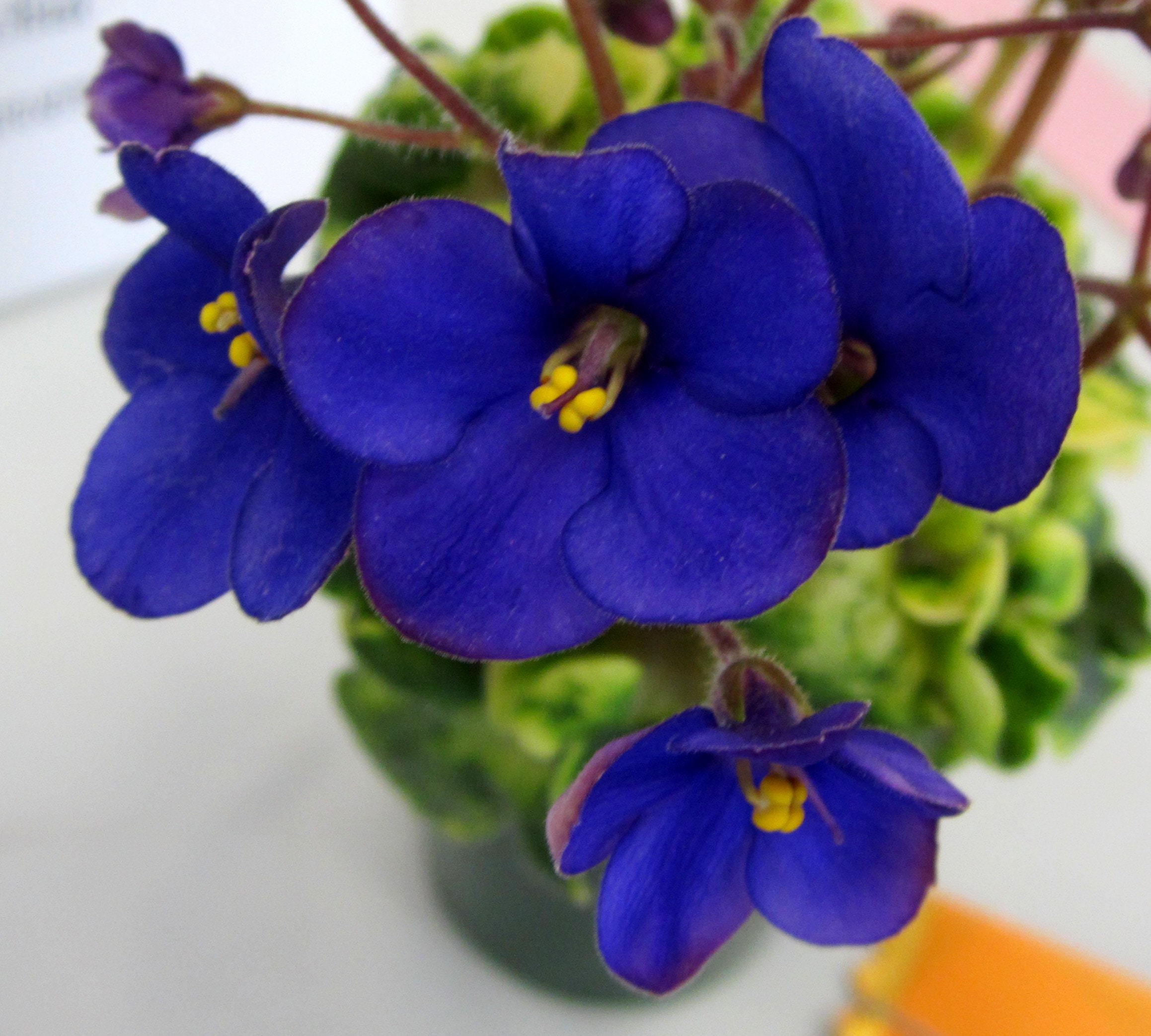 Bandit African Violet