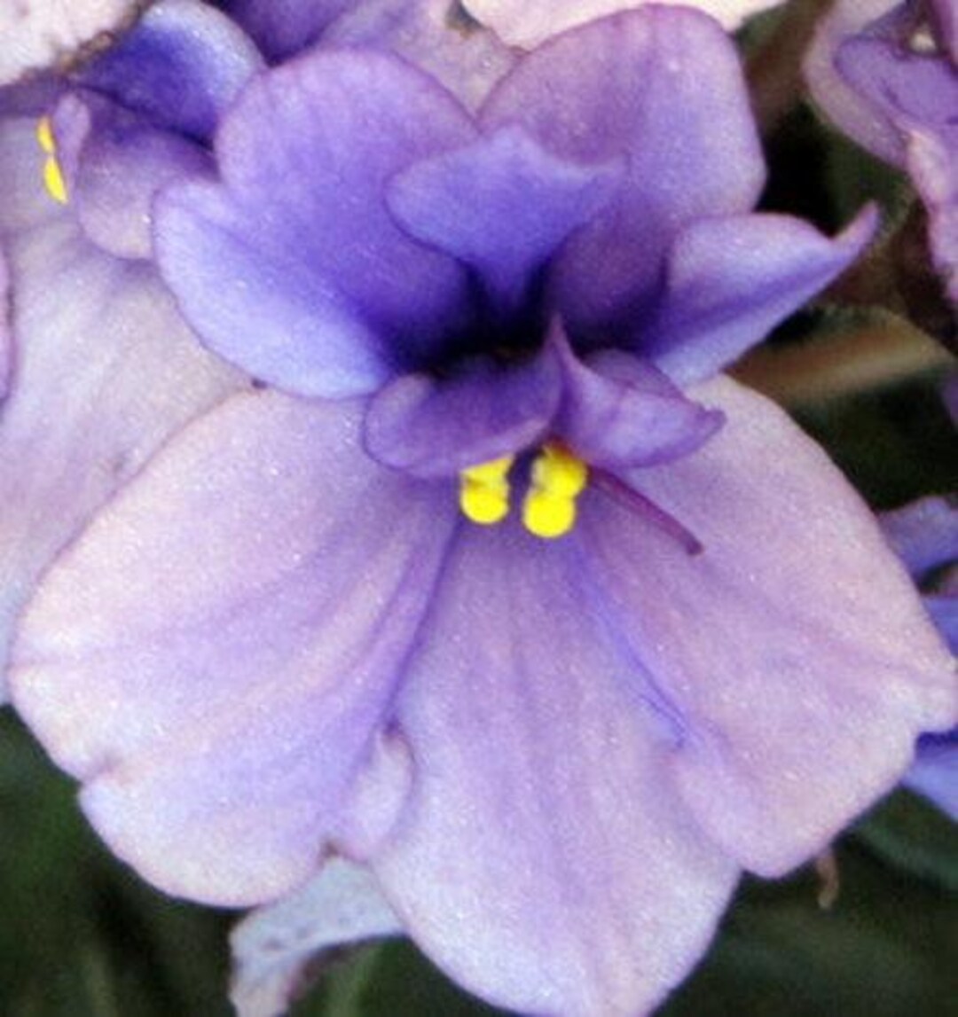Tiny Tim (mini) ~ African Violet Leaf Cutting - Etsy