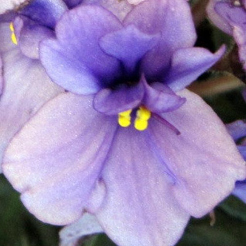 Mini African Violet Leaf - Etsy