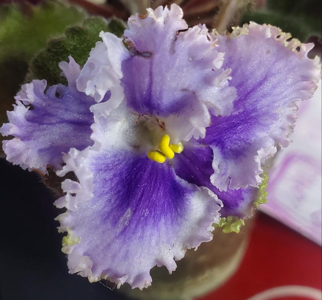 Raskoletoje Niedo (russian) ~ African Violet Leaf Cutting - Etsy