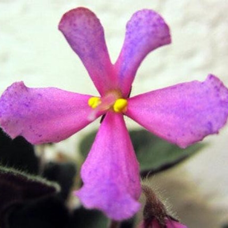 Mini African Violet Leaf - Etsy