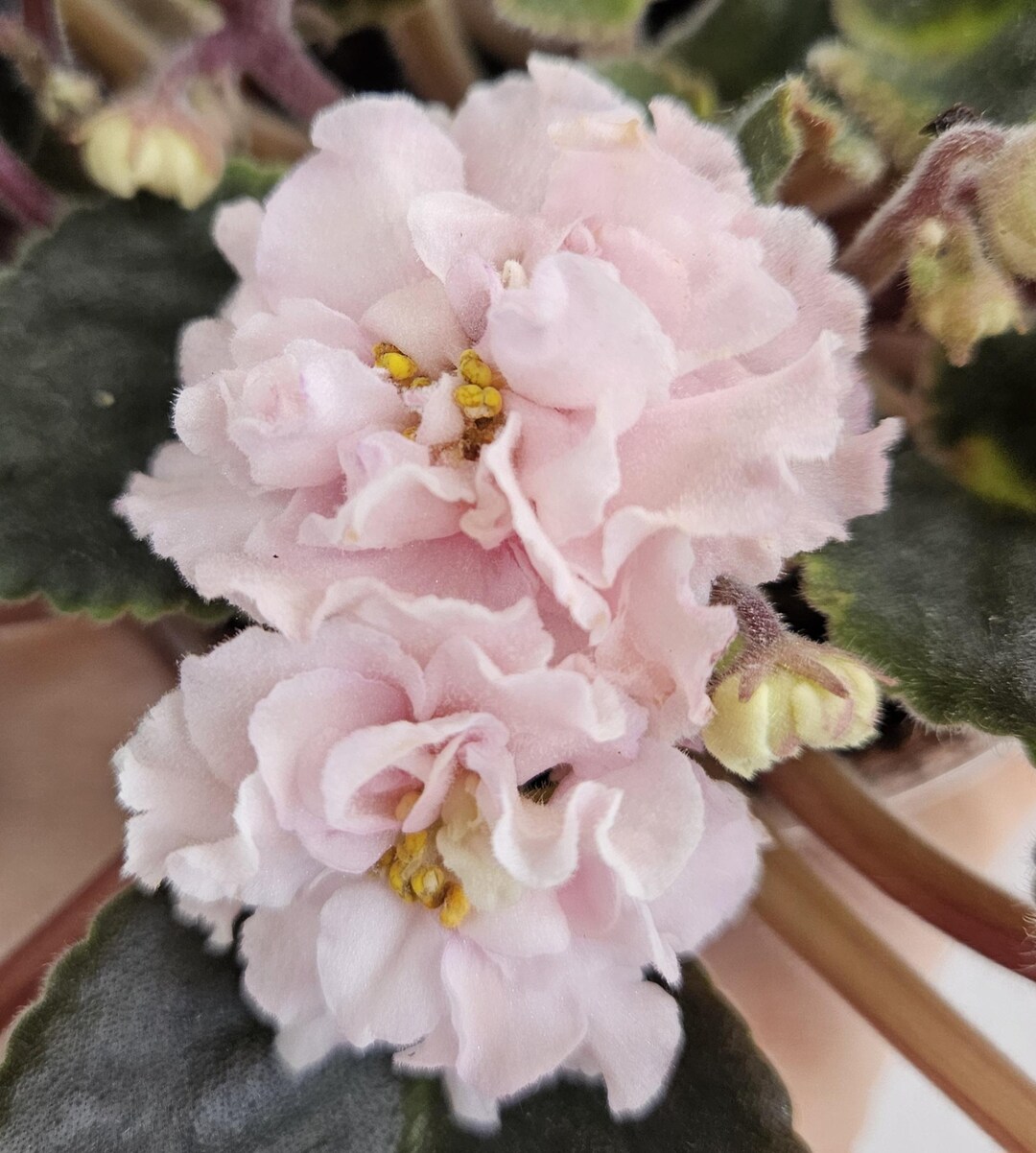 Cabbage Patch (variegated) ~ African Violet Leaf Cutting - Etsy