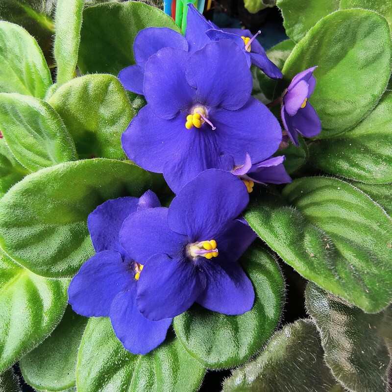 Mini African Violet Leaf - Etsy