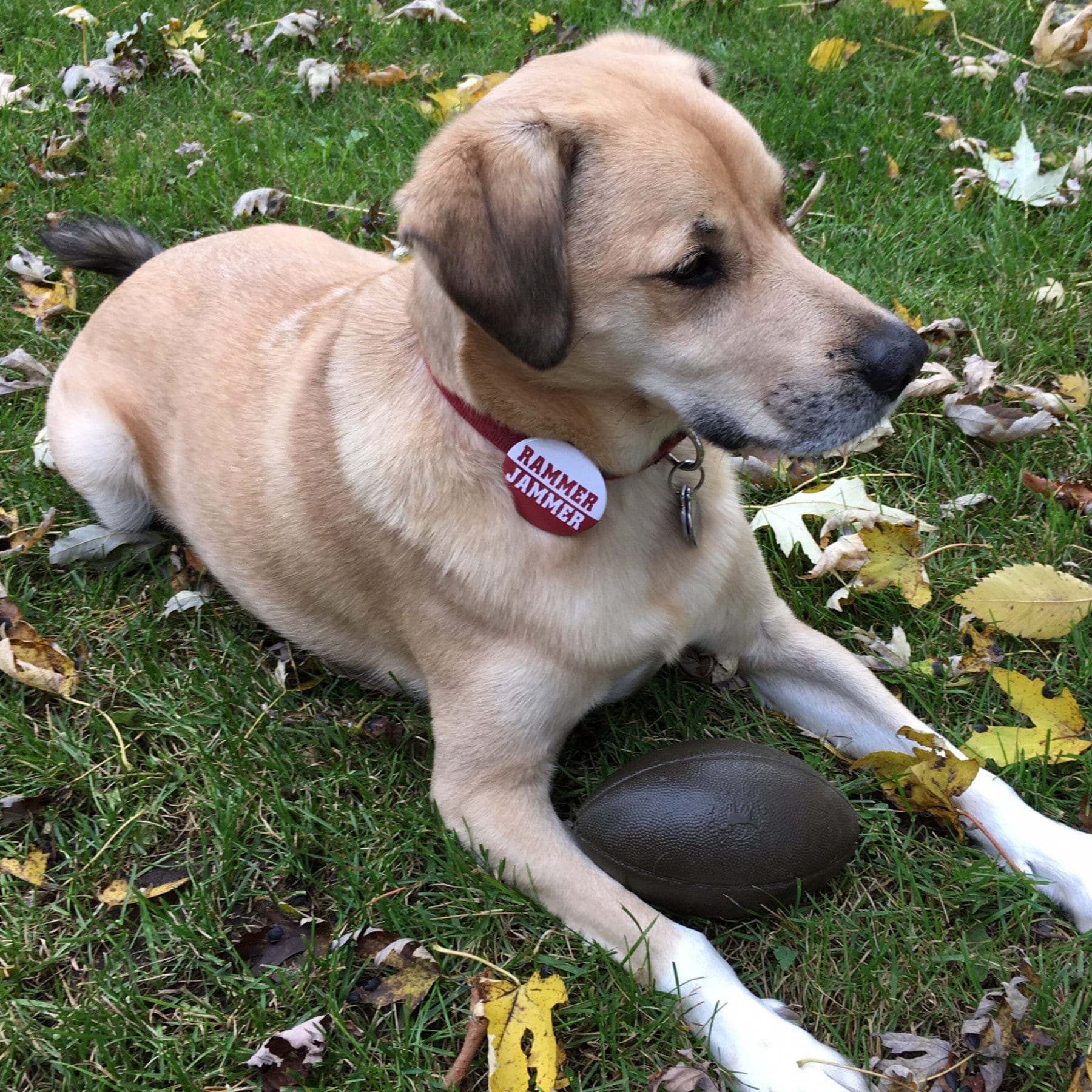 NICK CHICK Alabama Football Gameday 2.25 Button Pin | Etsy