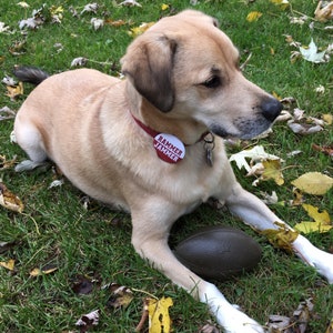 BEAT EVERYONE Alabama Crimson Tide 2.25” Gameday Buttons Pins Badges - Etsy