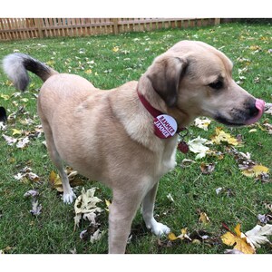 BEAT TENNESSEE Alabama Football 2.25" Button Pin Badge - Etsy